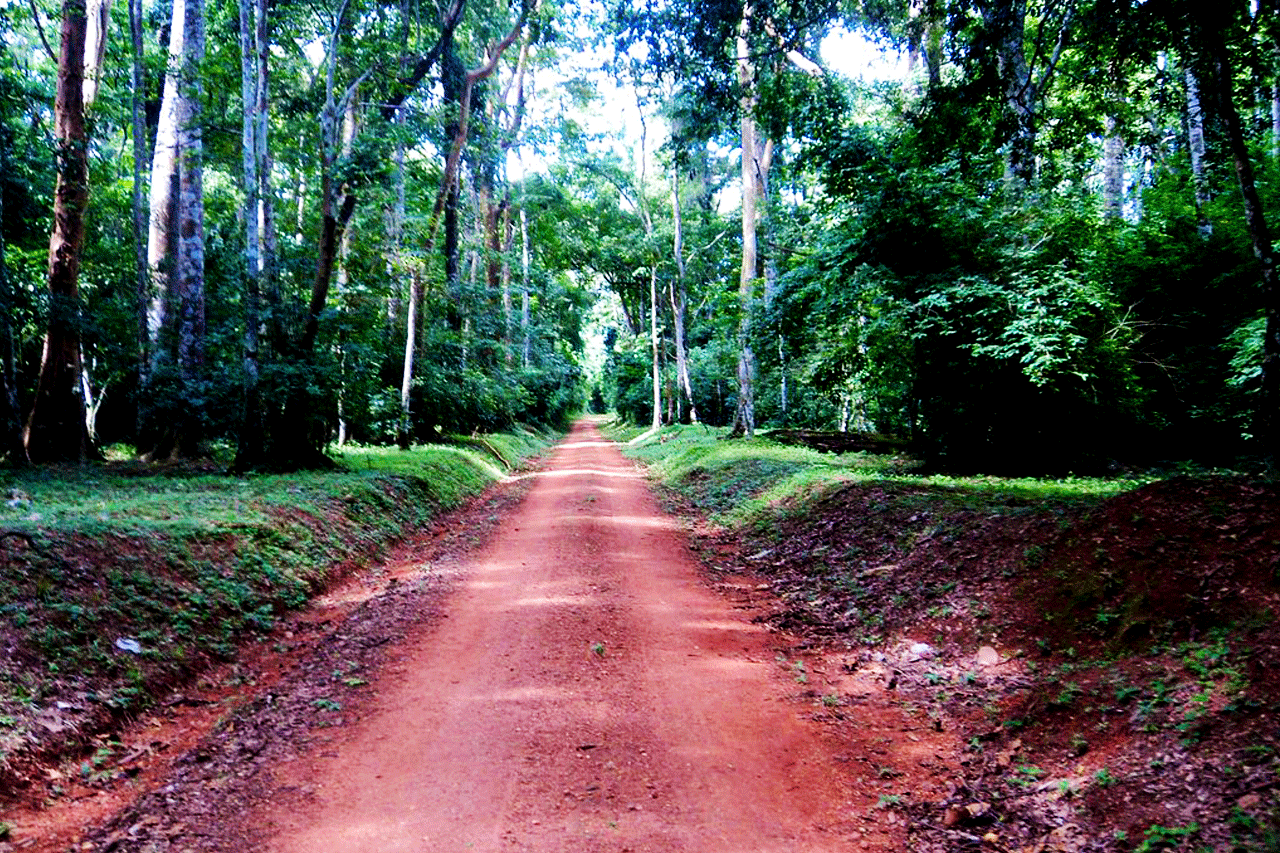 Budongo Forest Reserve - Go Wild Forever Journeys